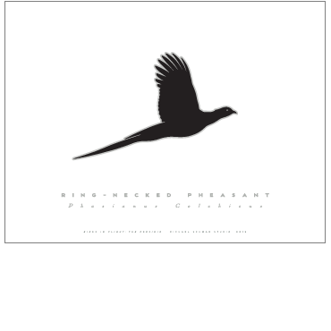 Pheasant – Michael Schwab Studio